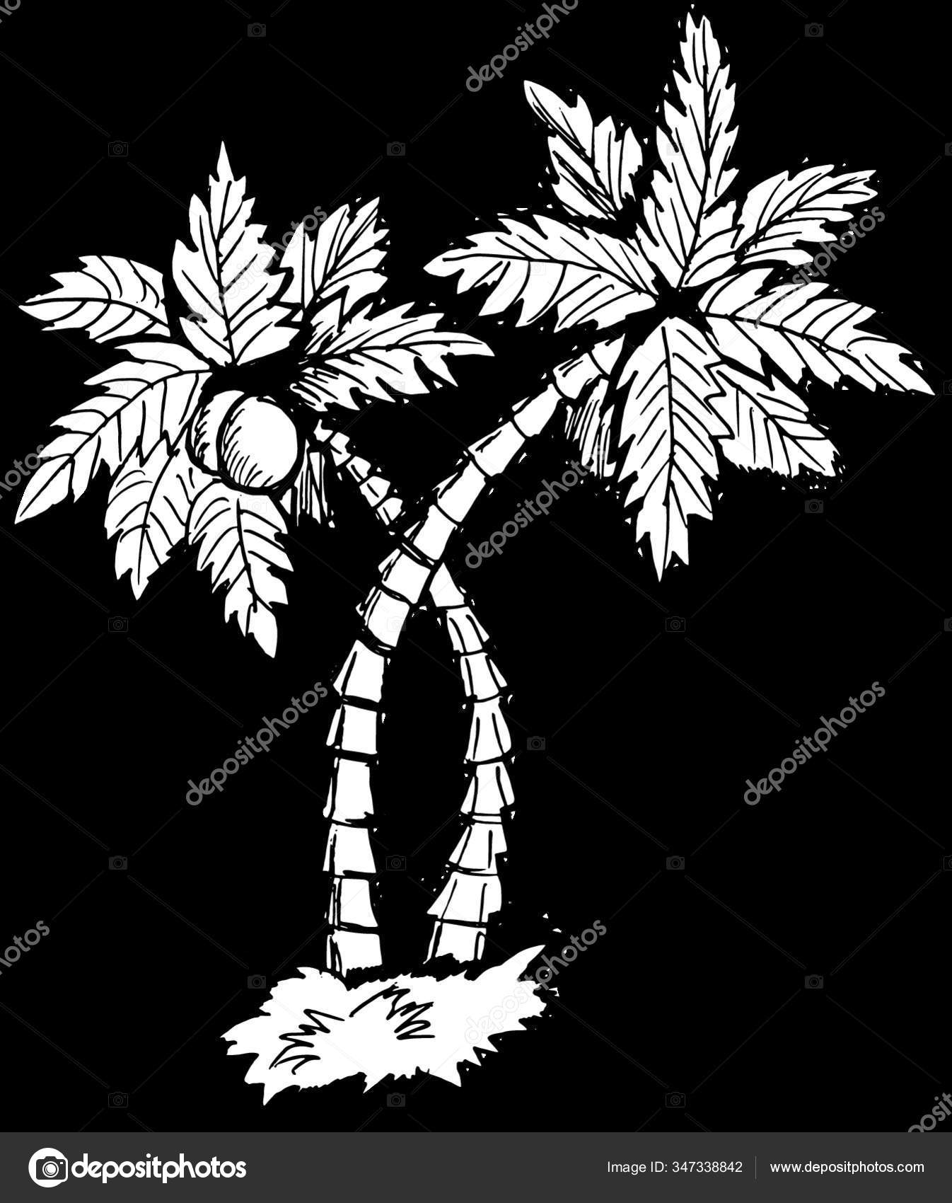 Dibujado Mano Vector Ilustración Dibujos Animados Palmera Vector de ...