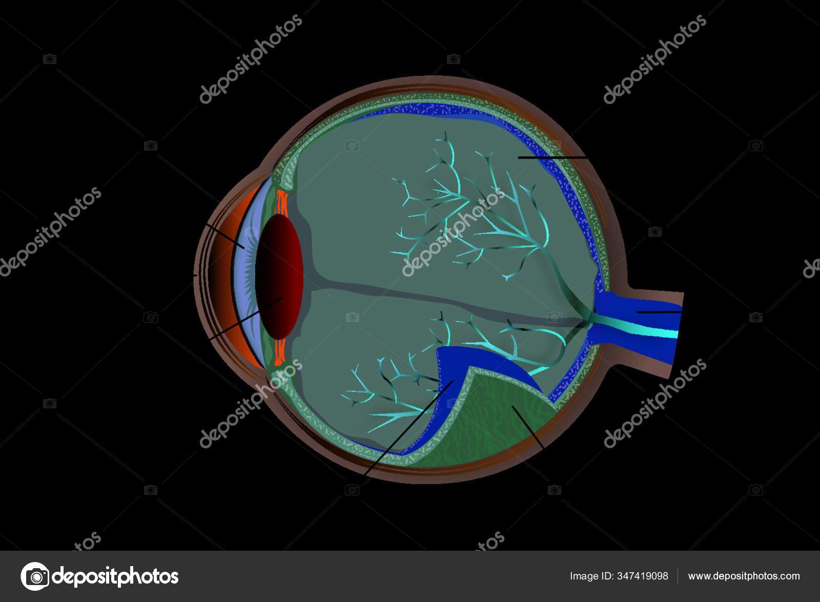 Illustration Parts Human Eye Stock Vector by ©YAYImages 347419098