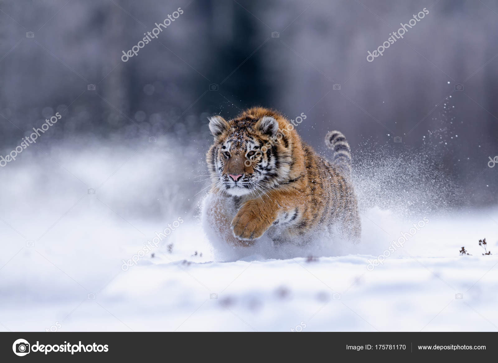 The young Siberian tiger attacking prey, (Panthera tigris altaica ...