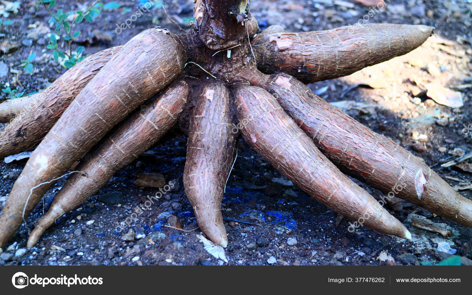 Cassava Root Ground — Stock Photo © Harismoyo #377476262