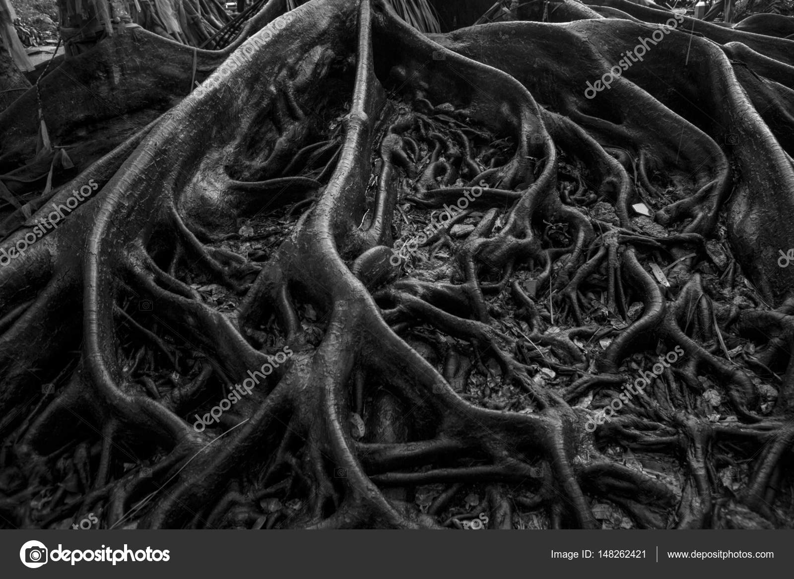 Big root of banyan tree land scape — Stock Photo © reungrit #148262421
