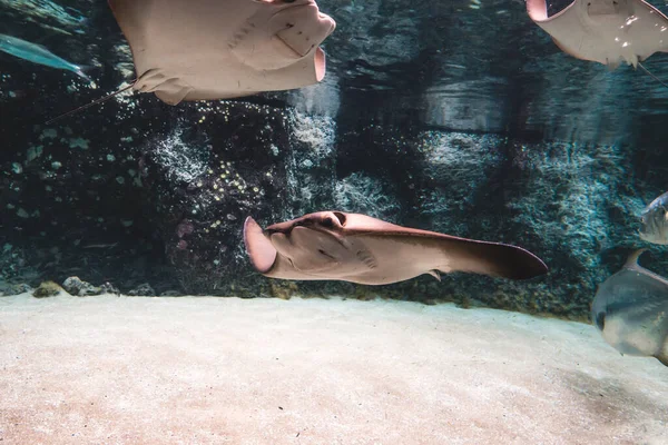 Fotos de Raios de bebê, Imagens de Raios de bebê sem royalties ...