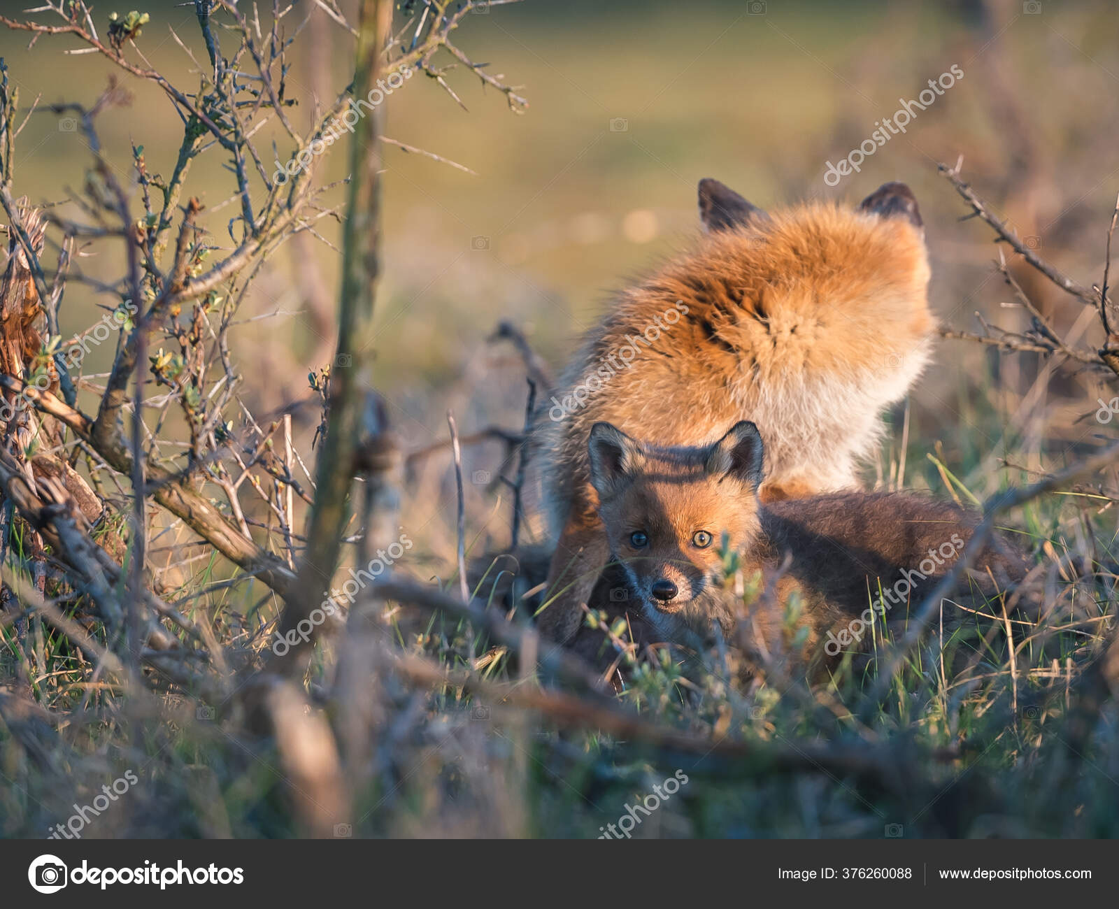 Red Fox Family Young Cub Mother — Stock Photo © jaalbers #376260088