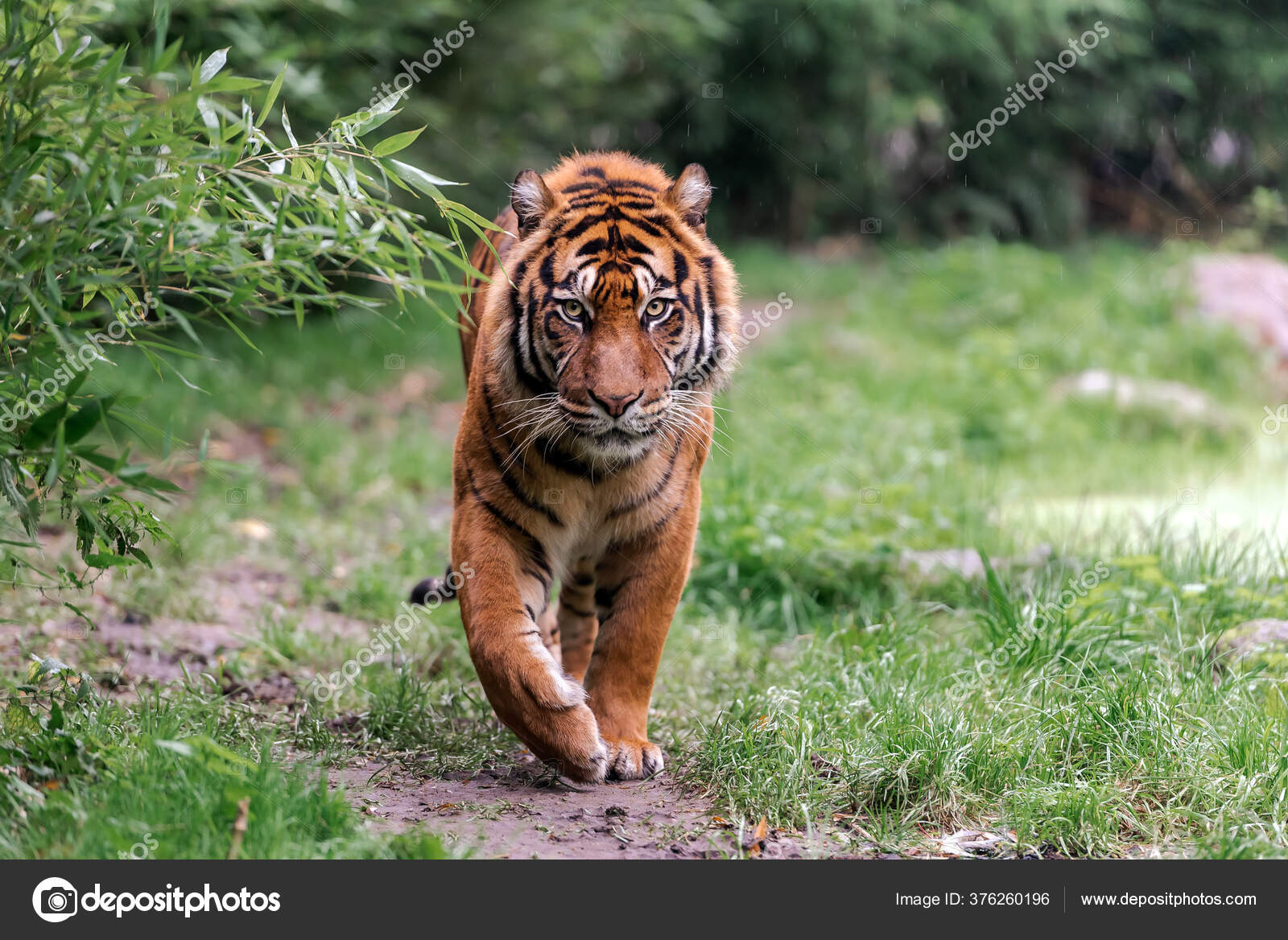 Walk Tiger Grass Wildness Concept — Stock Photo © jaalbers #376260196