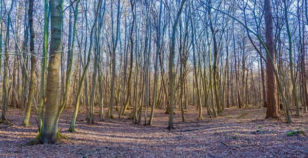 Hazel forest Stock Photos, Royalty Free Hazel forest Images | Depositphotos