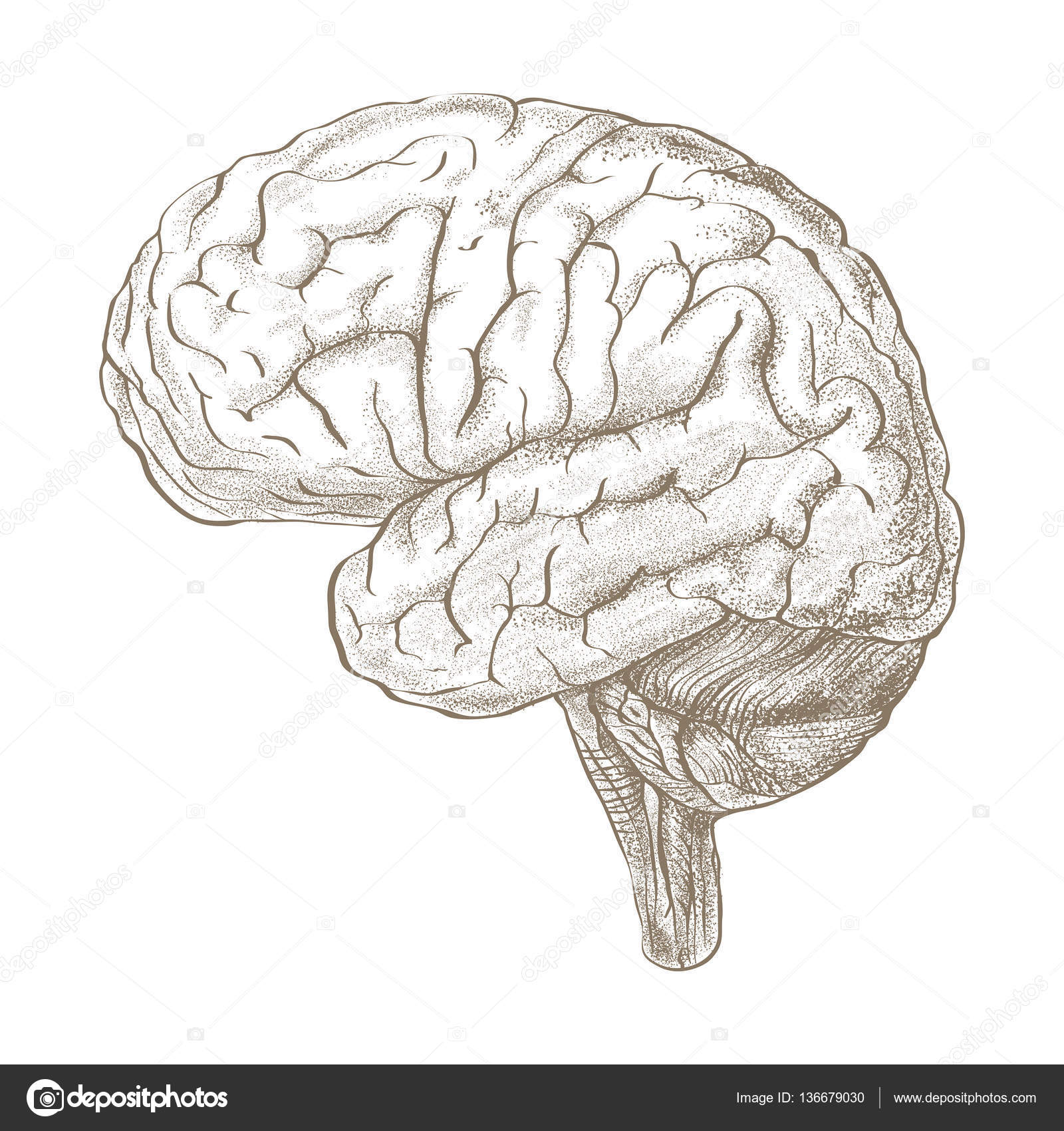 Human Brain Pencil Drawing