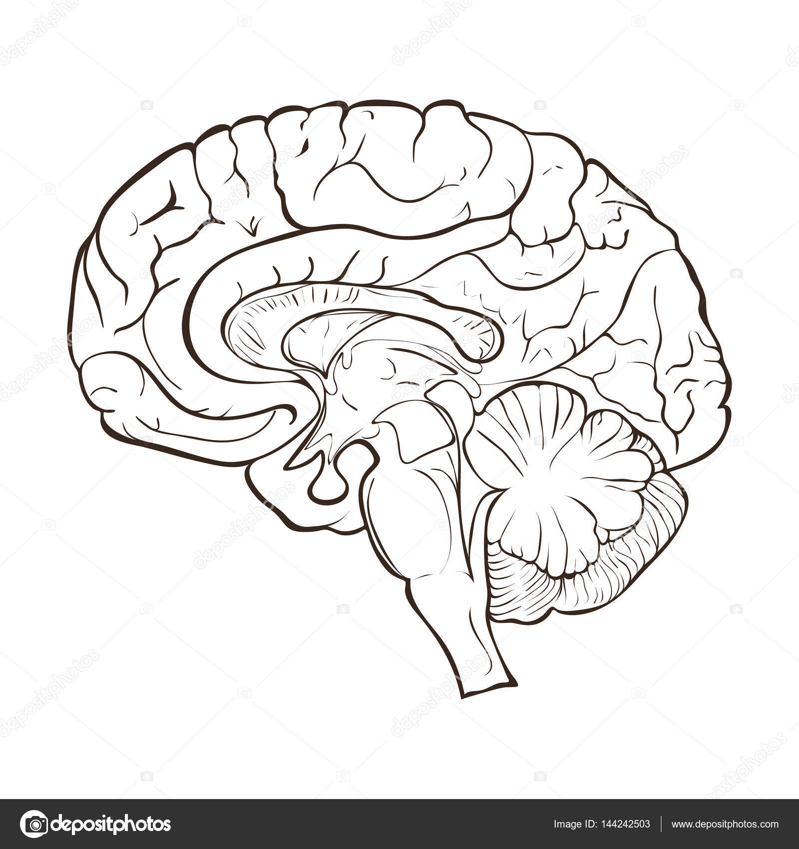 The Human Brain Diagram Blank