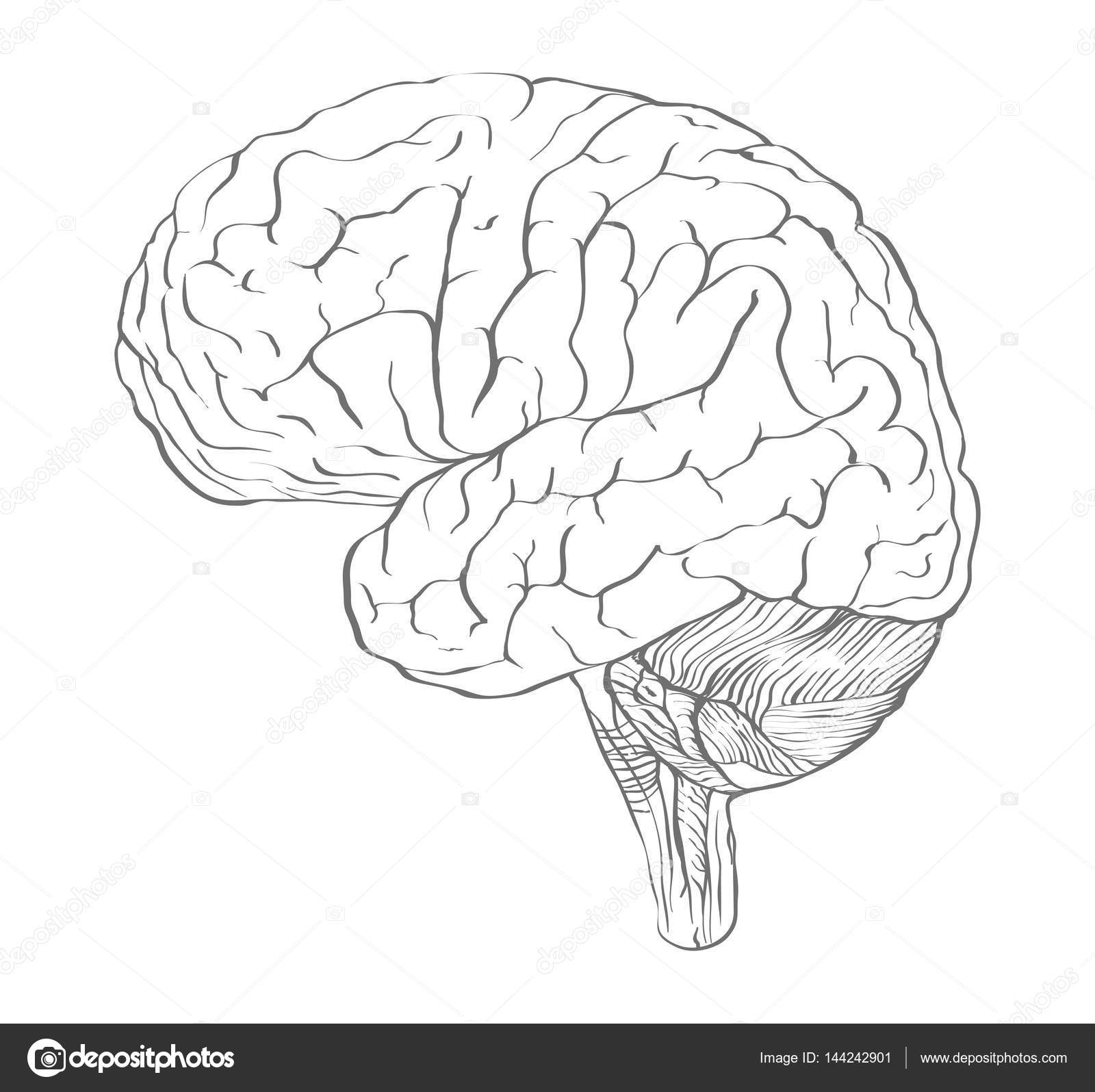 Blank Human Brain Outline