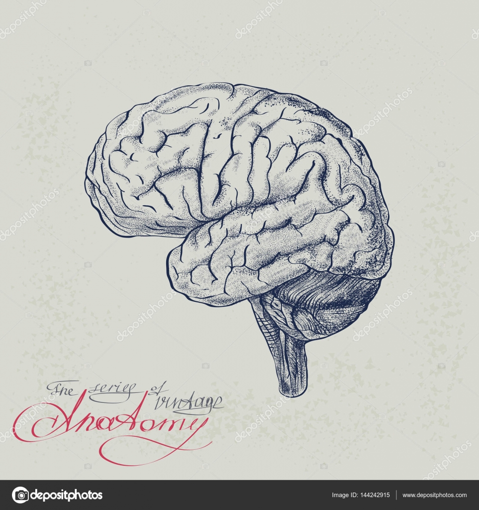 Human brain. Image of hemispheres cerebellum and stem, stylized — Stock ...