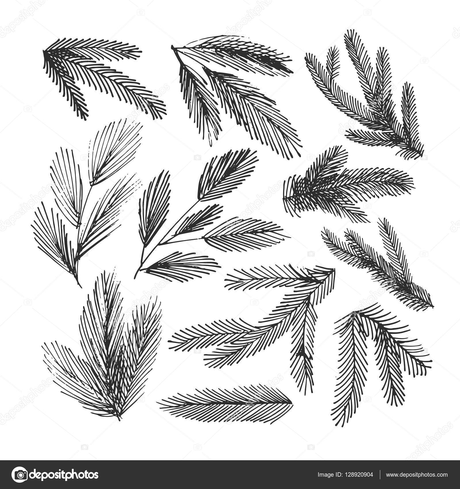 Spruce tree branches Stock Vector Image by ©gevko93 #128920904