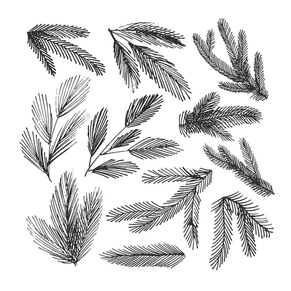 Spruce tree branches Stock Vector Image by ©gevko93 #128921096