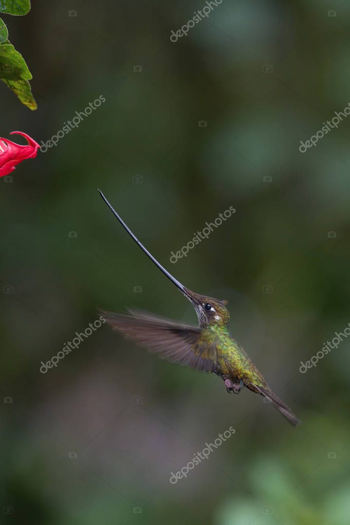 Ensifera ensifera es una especie neotropical de Ecuador en el orden de ...