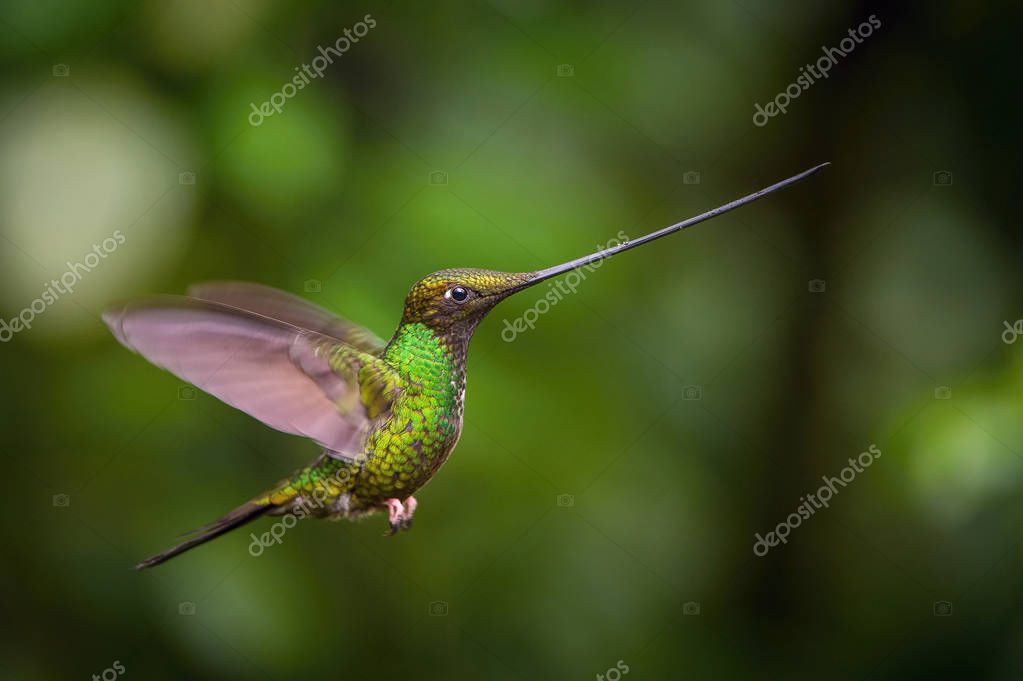 Ensifera ensifera es una especie neotropical de Ecuador en el orden de ...