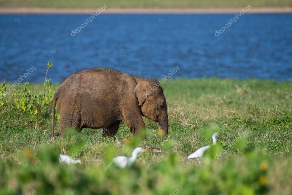 Elefante joven de Sri Lanka, Elephas maximus maximus está caminando en ...