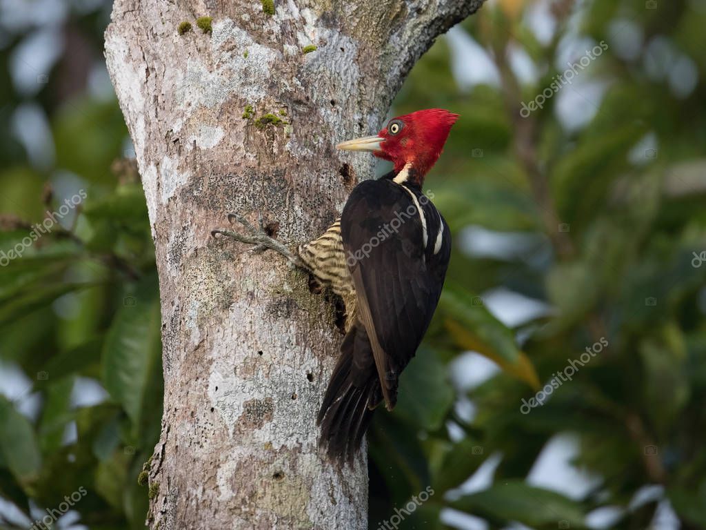 Campephilus guatemalensis, Pájaro carpintero de pico pálido El pájaro ...