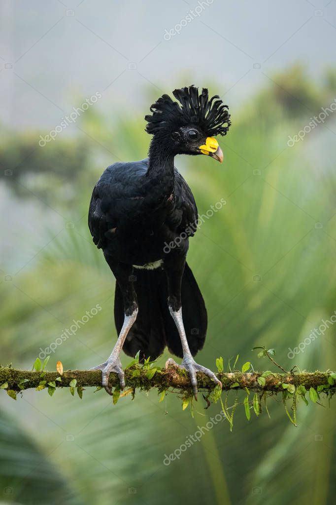 Crax rubra, Gran curassow El pájaro está encaramado en la rama en un ...
