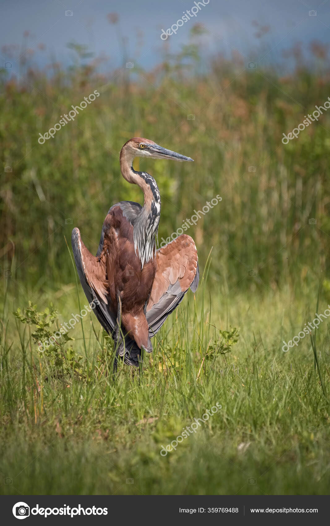 Goliath Heron Ardea Goliath Bird Standing Reeds Lake Africa Uganda ...