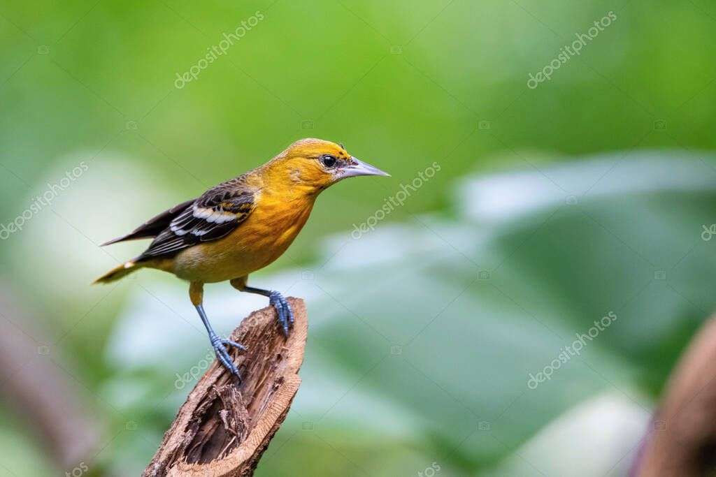 El oriole de Baltimore, Icterus galbula El pájaro está encaramado en la ...