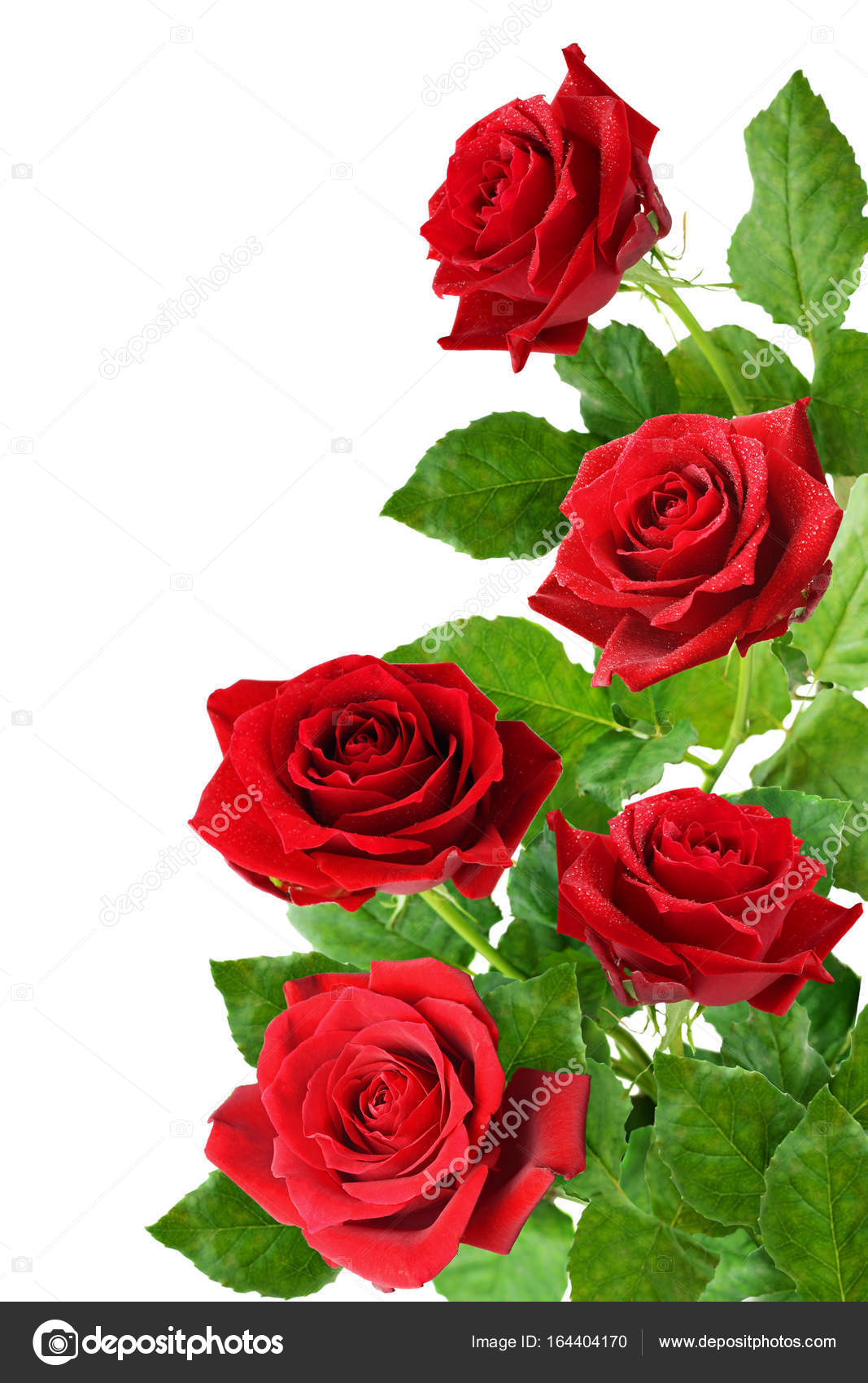 Three red rose flowers in a corner Stock Photo by ©ksushsh 164404170