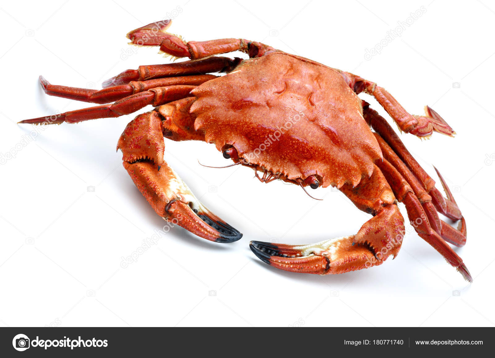Atlantic necora crab isolated Stock Photo by ©estudiosaavedra 180771740