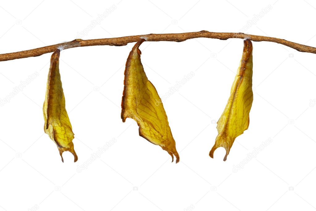 Crisálida aislada de maplet mariposa común colgando en ramita 2022