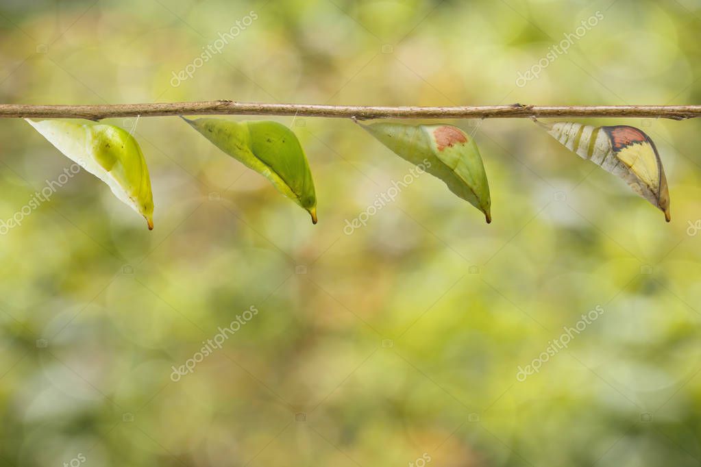 Cris lida de transformaci n de gran mariposa de punta naranja (Anthoch 2024