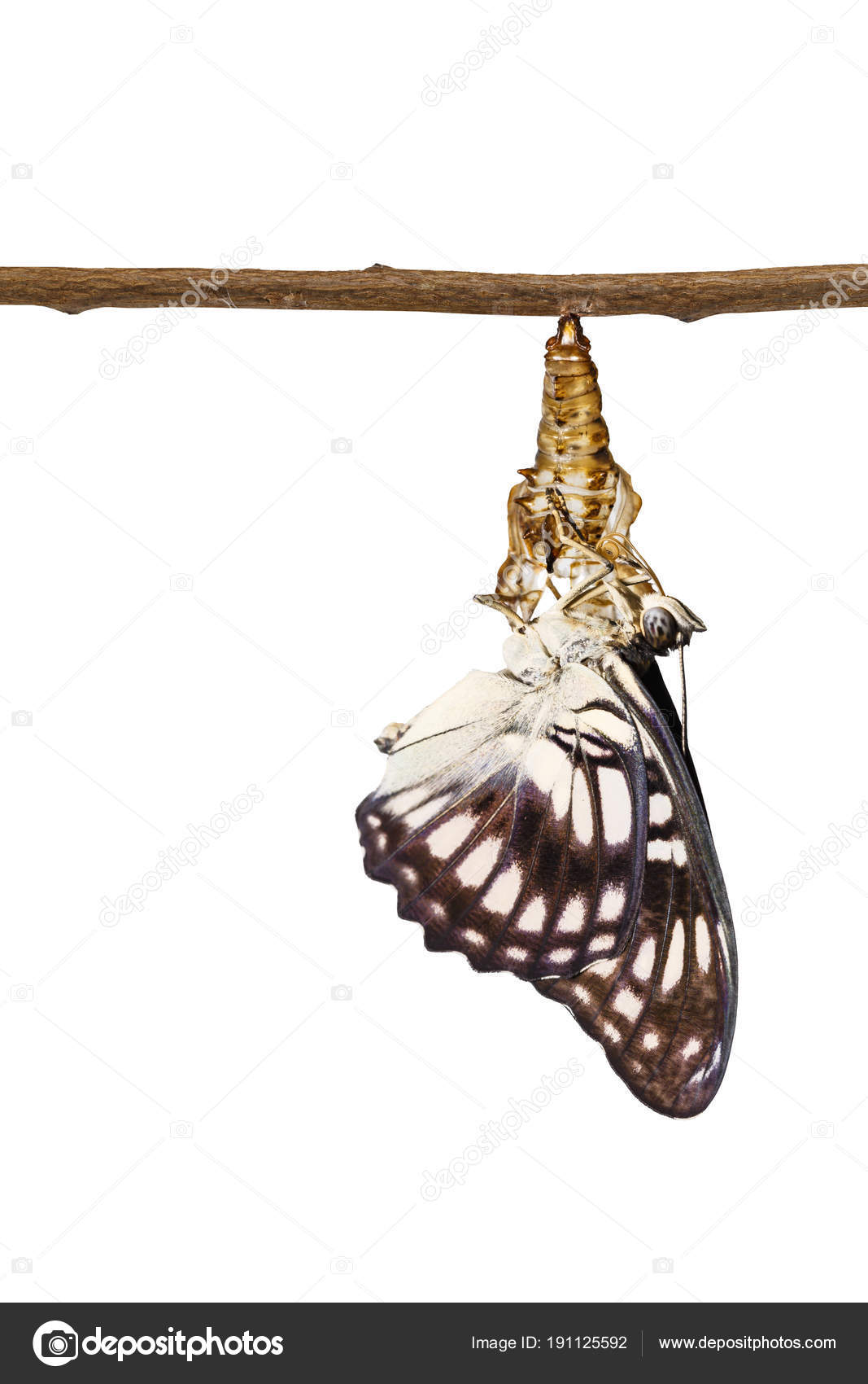 Isolated Black-veined sergeant butterfly ( Athyma ranga ) emergi Stock ...