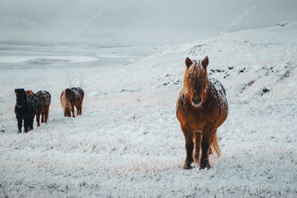Los caballos islandeses son criaturas únicas para Islandia. Estos ...