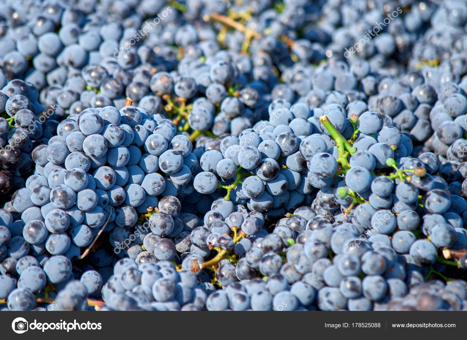 Red grapes in a box, background Stock Photo by ©izik_md 178525088