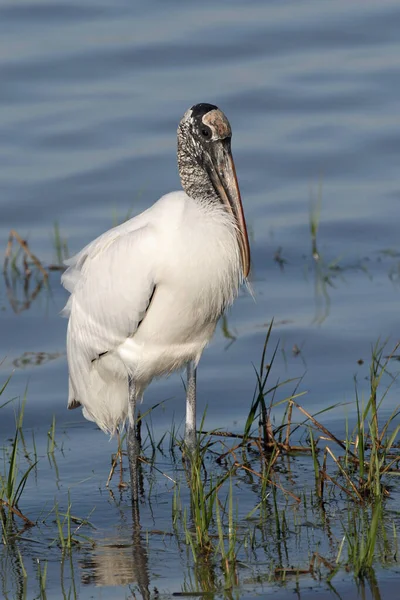 Marbled Godwit wading in shallows of Fort De Soto Park, Florida. Stock ...