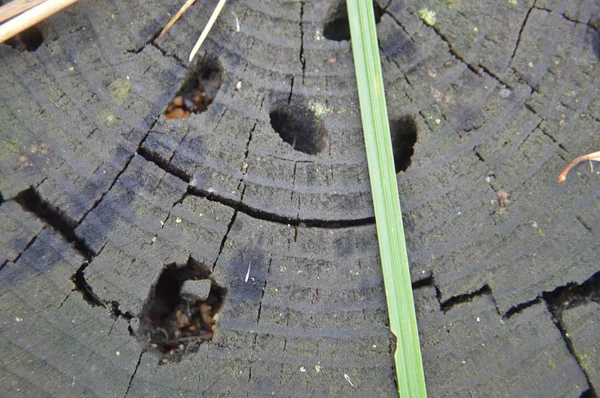 Bug stumps Stock Photos, Royalty Free Bug stumps Images | Depositphotos