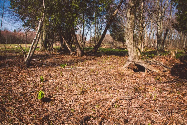 Spring Quebec Canada forest scene in a sunny morning - Stock Image ...