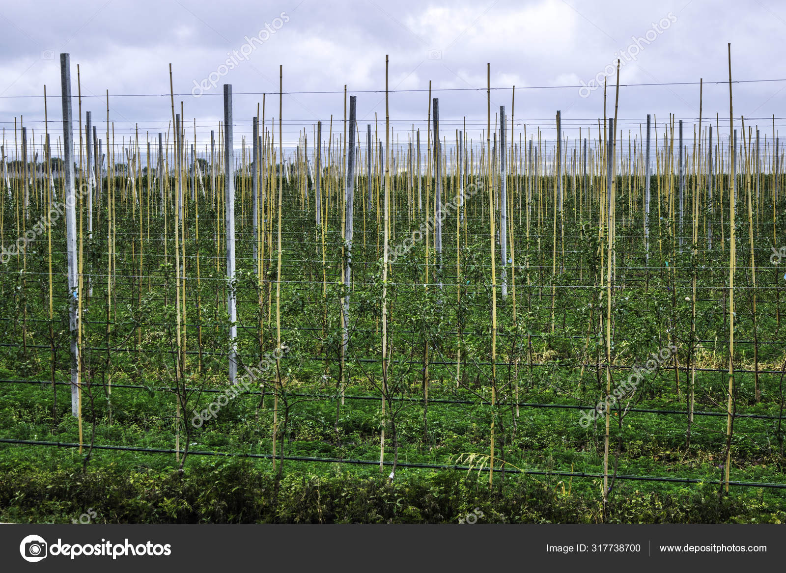 Orchard with columned apple trees on a trellises — Stock Photo © CEPTAP ...