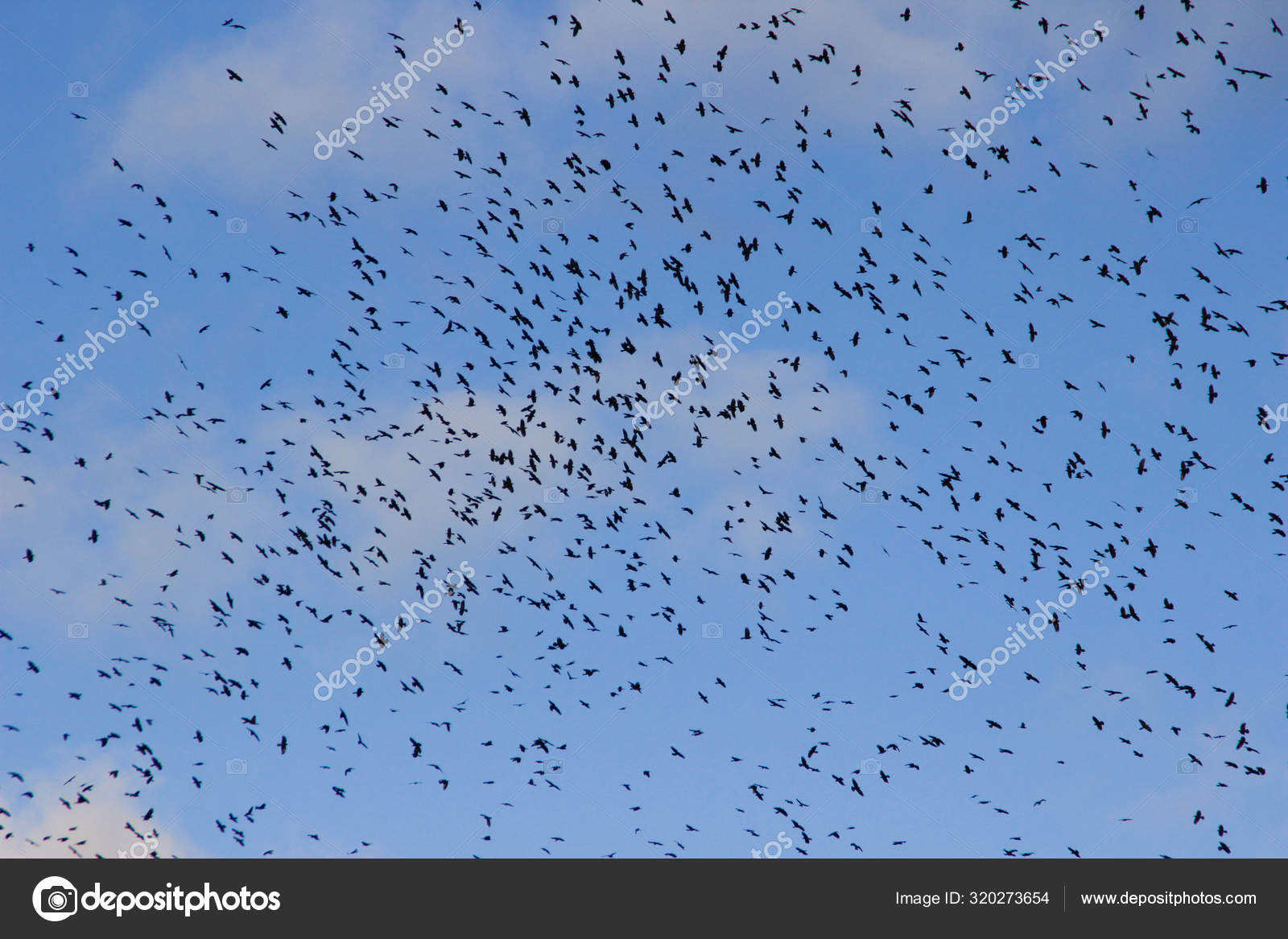 Huge Flock Birds Raven Circling Sky Migration — Stock Photo © Milva_El ...