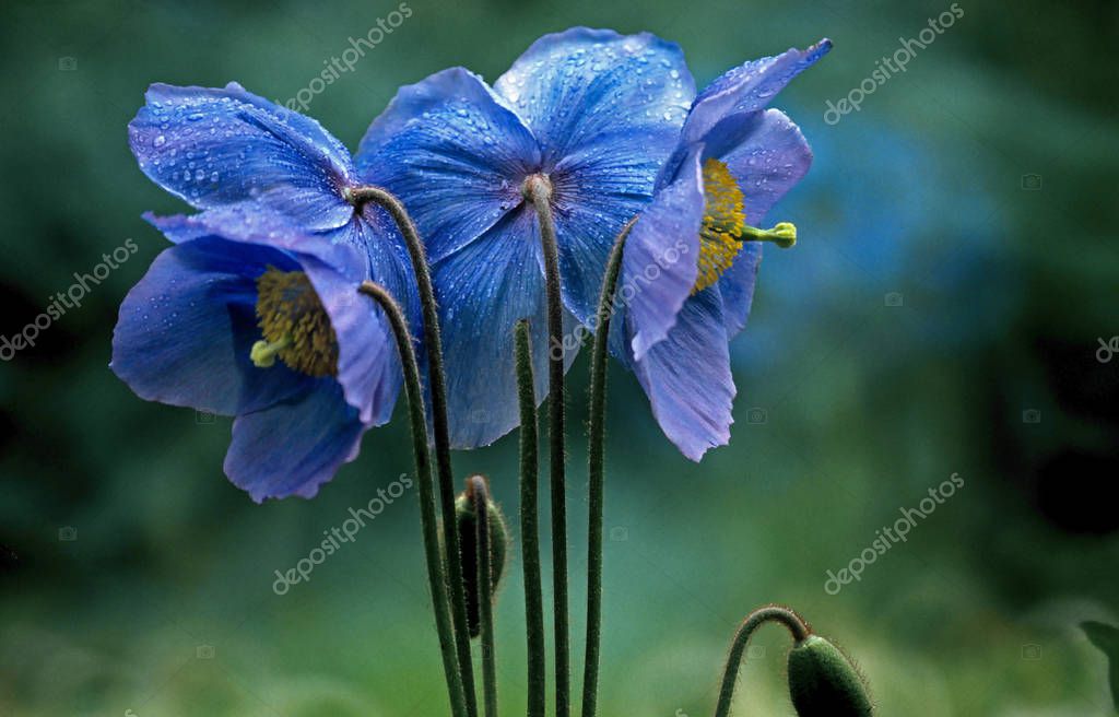 Primer plano de la floración Meconopsis x sheldonii la amapola azul del Himalaya 2025