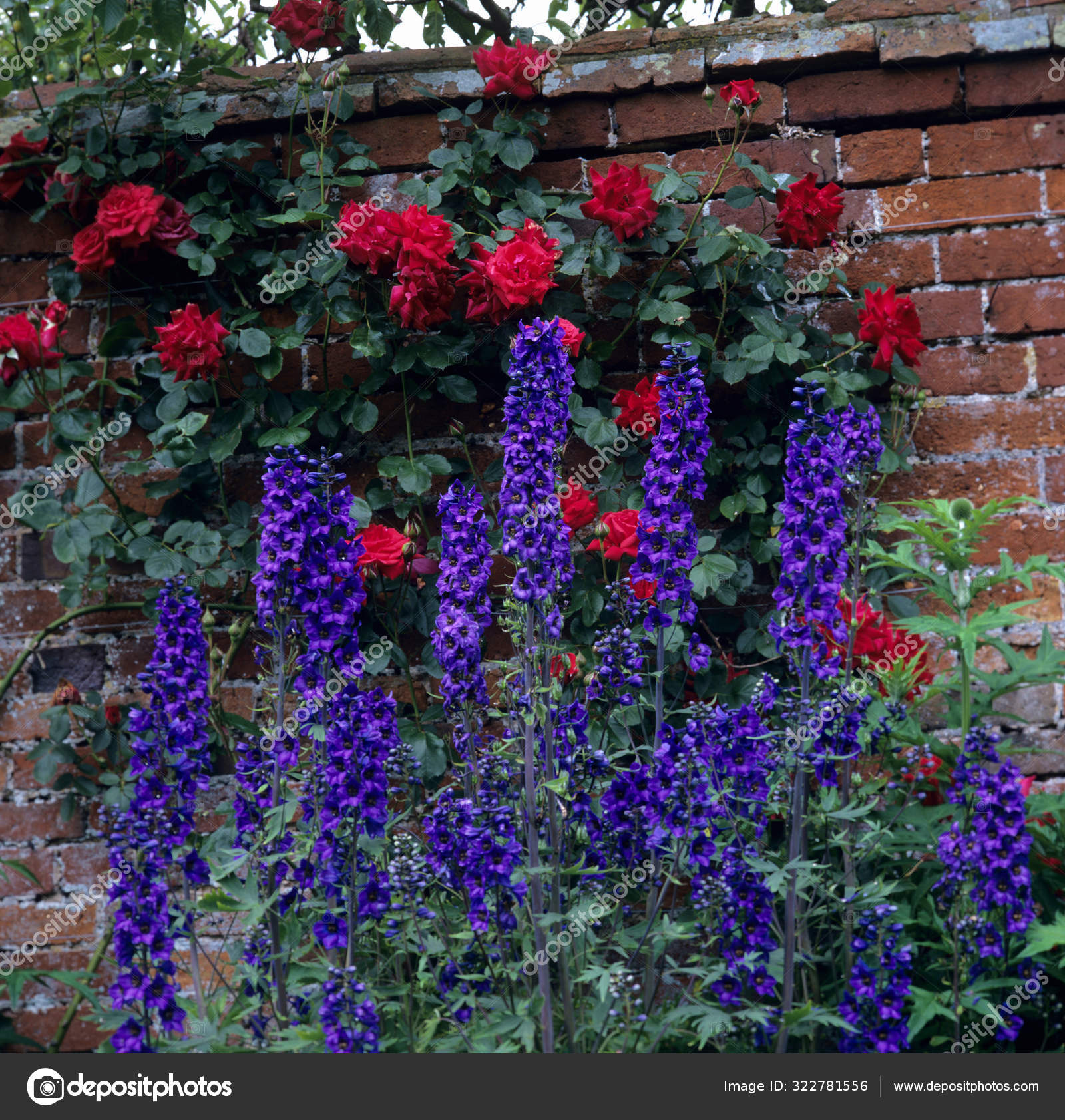 Climbing roses and Delphiniums in a walled garden — Stock Photo ...