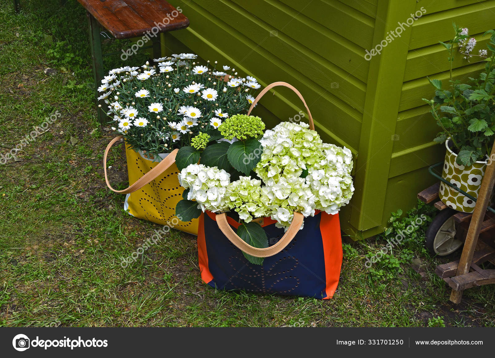 Unusual containers for flowering daisies and hydrangeas — Stock Photo ...