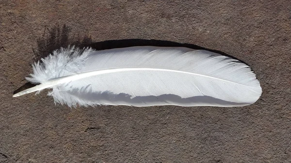 Plume de colombe images libres de droit, photos de Plume de colombe ...