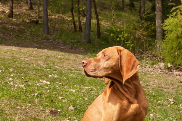 Hungarian pointer Vizsla, sniffing on hunt. Dog a loyal friend of a ...