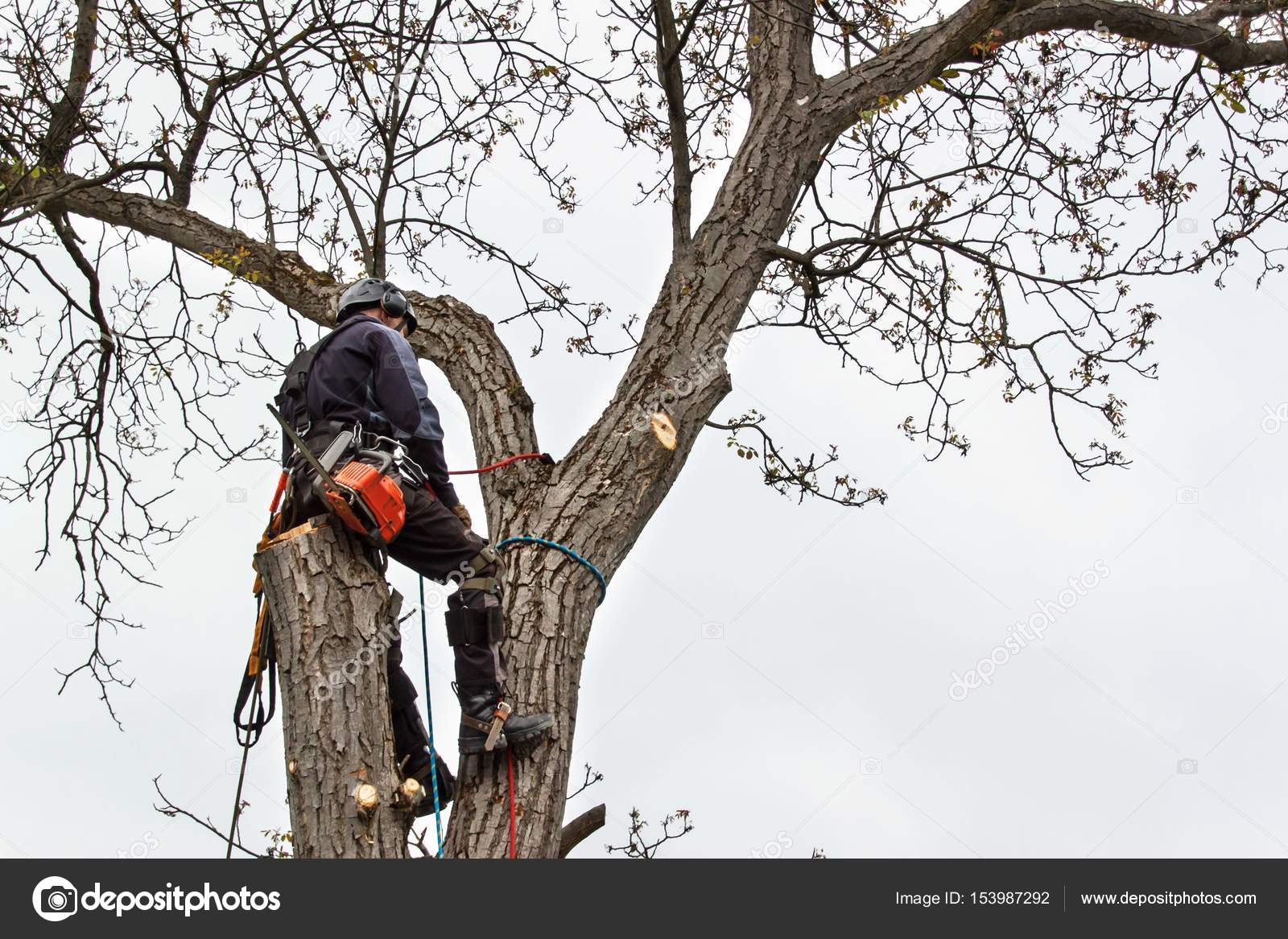 Arborist using a chainsaw to cut a walnut tree. Lumberjack with saw and ...