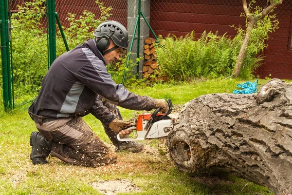 Woodcutter cuts the chain saw. Professional Lumberjack Cutting a big ...