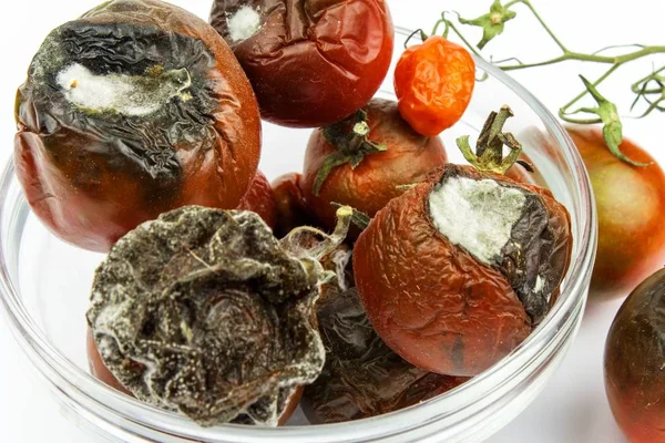 Moldy tomatoes Stock Photos, Royalty Free Moldy tomatoes Images ...