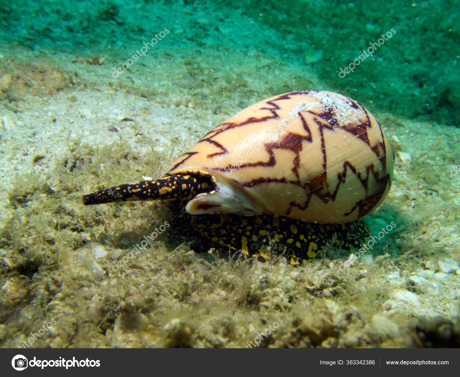 Shellfish Conidae Mollusk Gulf Thailand Pattaya — Stock Photo ...