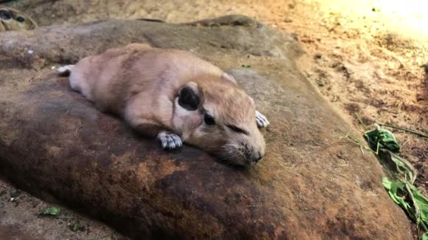 20 Rato de esgoto Videos, Royalty-free Stock Rato de esgoto Footage ...