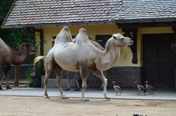 Camel house Stock Photos, Royalty Free Camel house Images | Depositphotos