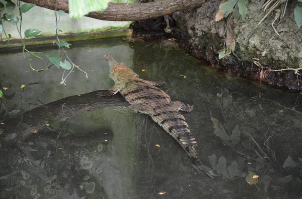 Crocodile habitat Stock Photos, Royalty Free Crocodile habitat Images ...