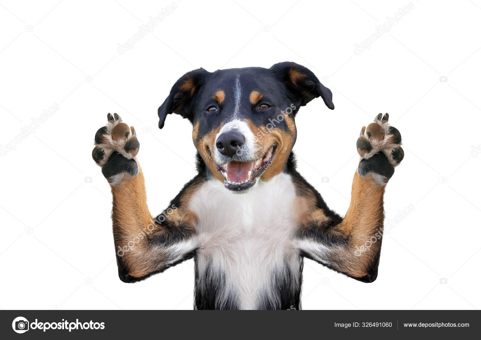 High Five Dog