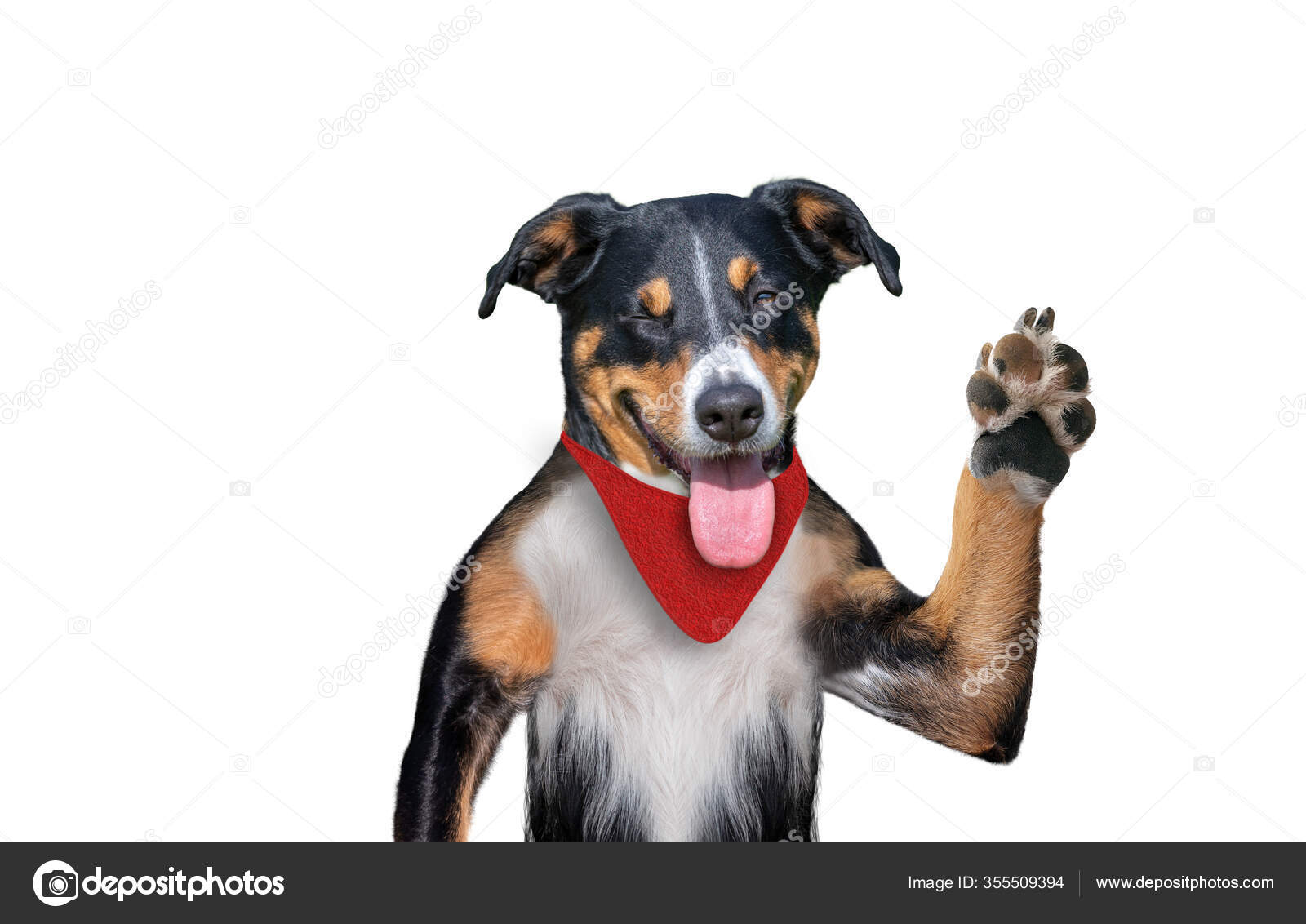Hello Goodbye High Five Dog Dog Winks — Stock Photo © Vsfotos #355509394