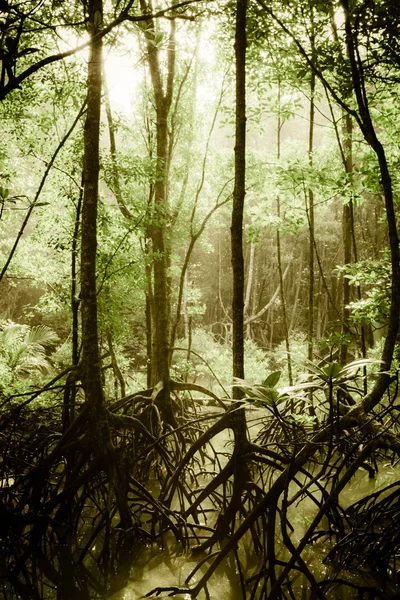 Swamp forest Stock Photos, Royalty Free Swamp forest Images | Depositphotos