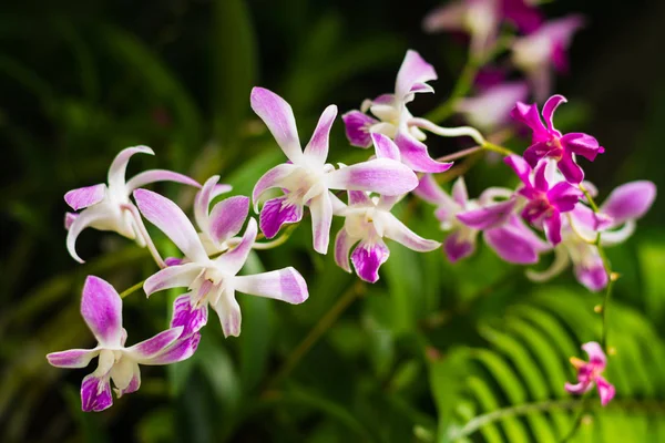 Amazon rainforest orchids Stock Photos, Royalty Free Amazon rainforest ...